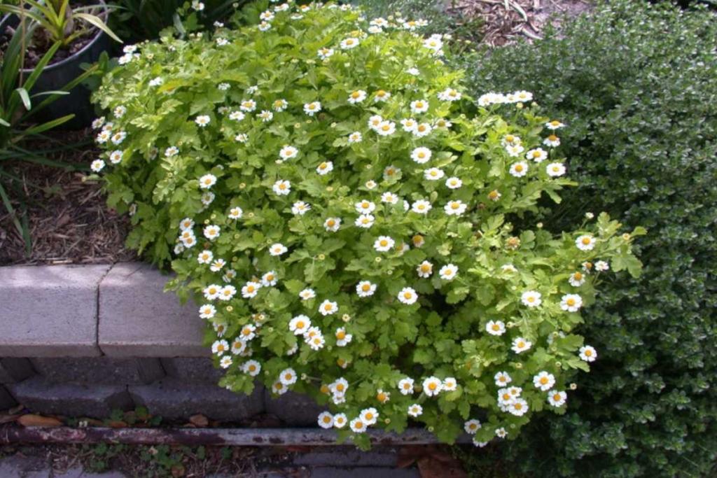 Feverfew, Tanacetum parthenium - benefits against migraine