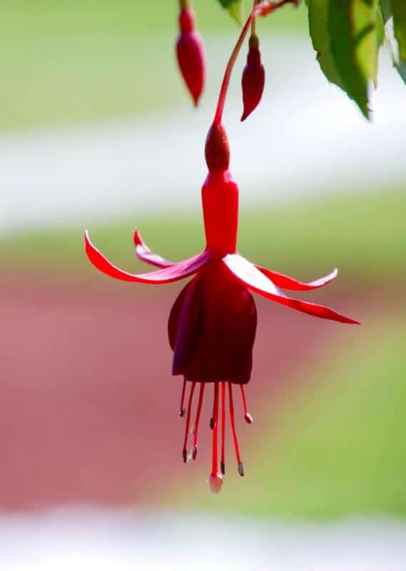 Fuschia (or Fuchsia) - growing, care, watering and fertilizer