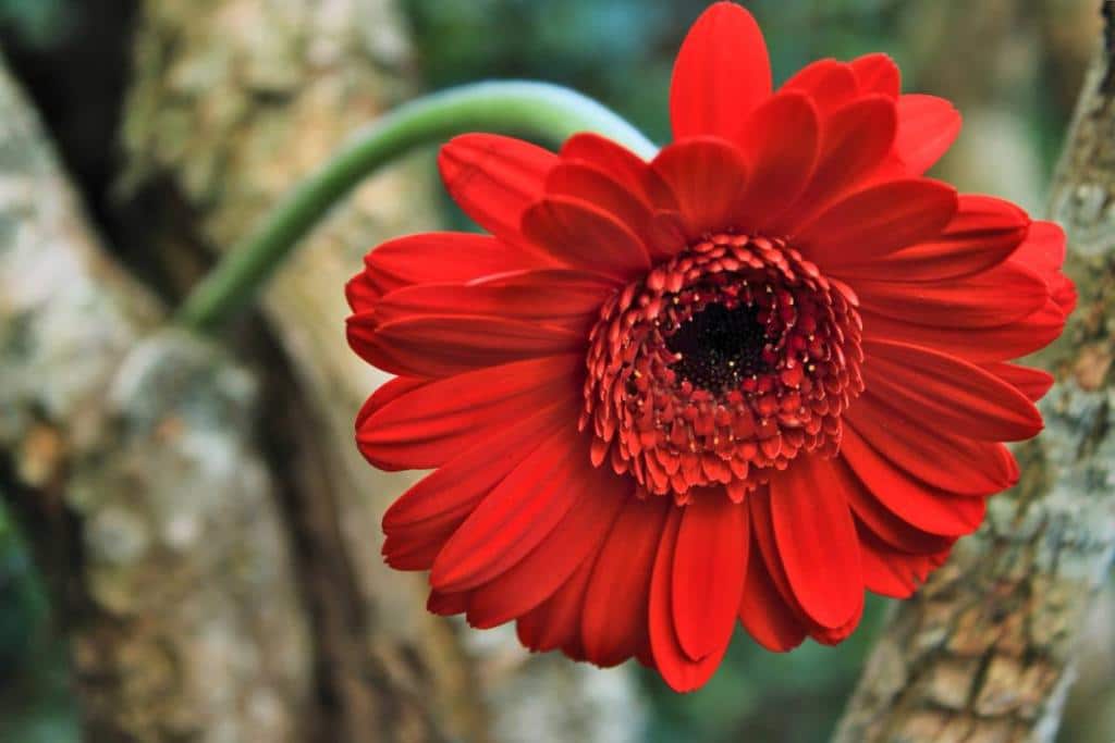 Gerbera - care, watering, diseases, repotting