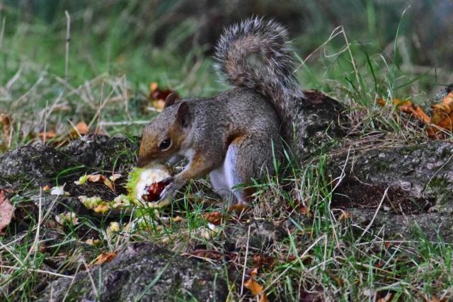 Horse chestnut tree - planting, growing, care, and what to do with conkers