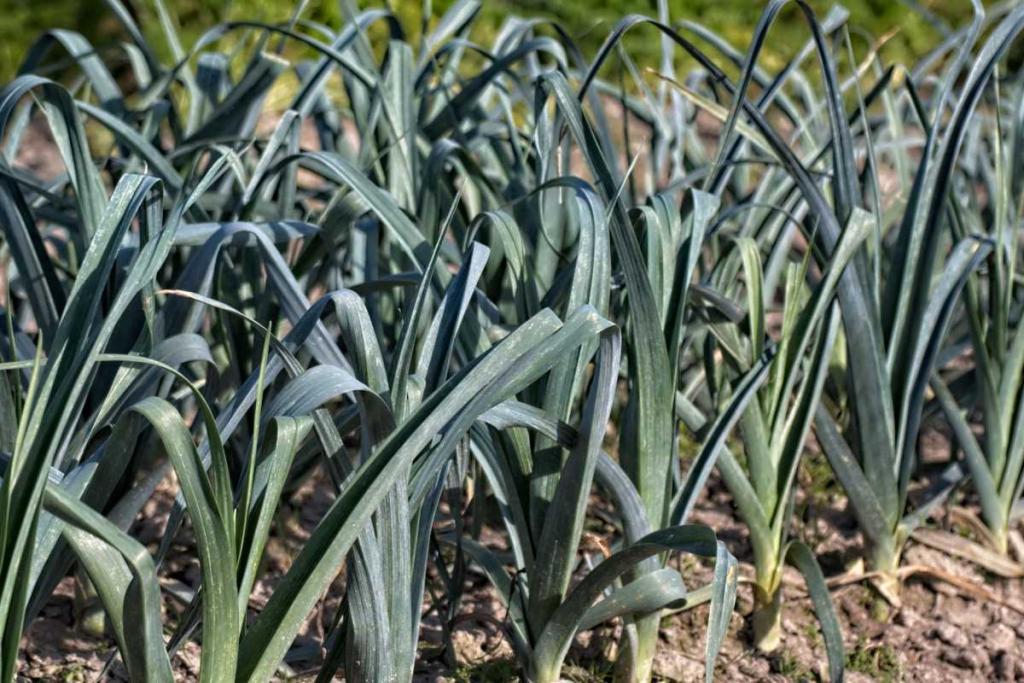 Leek - sowing, growing and harvesting long, white, scrumptious leeks