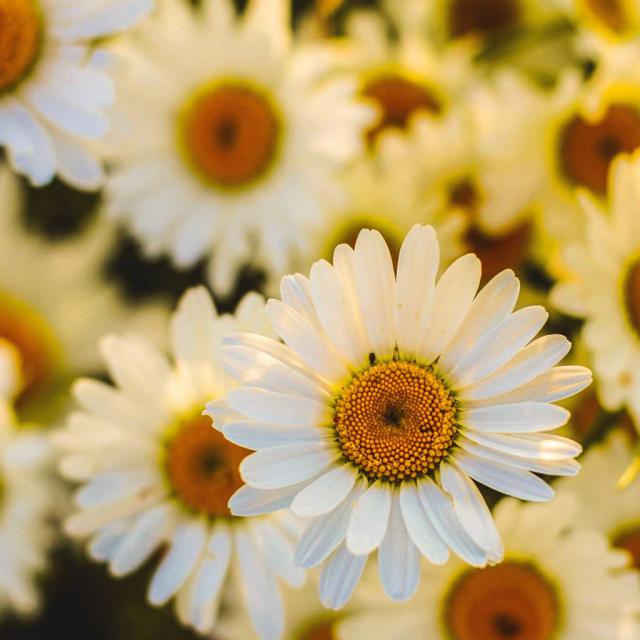 Daisy - planting, care, blooming of oxeye, the 5th anniversary daisies!