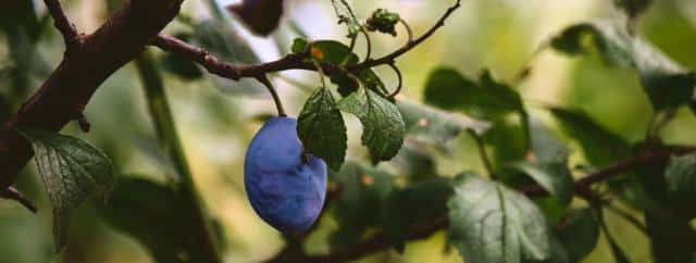 Alsace Damson plum (quetsche) - planting, pruning, care