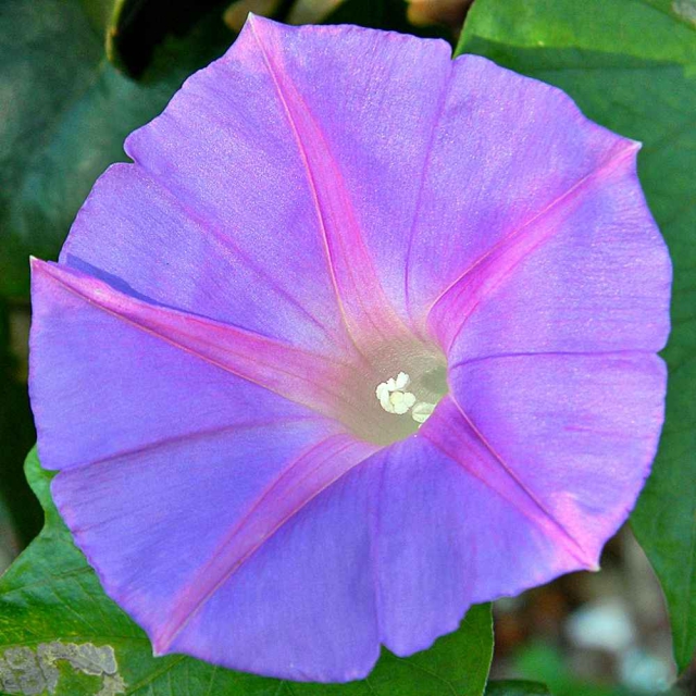 Oceanblue morning glory - sowing, planting and care