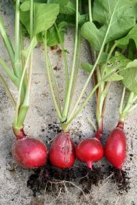 Radish - sowing, growing, caring for and harvesting radishes