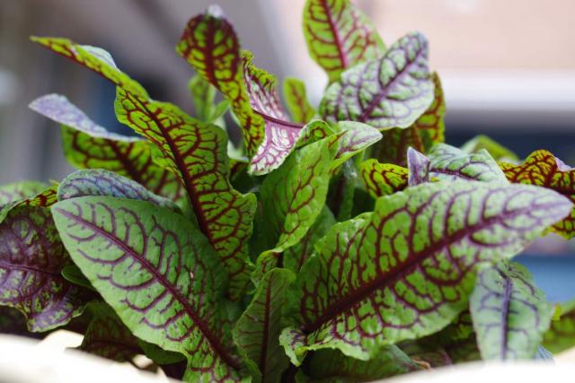 Sorrel - sowing, growing, care, harvest, pests like slimy slugs and more