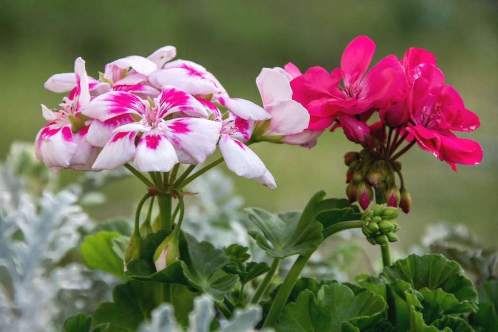 The difference between true geranium and pelargonium