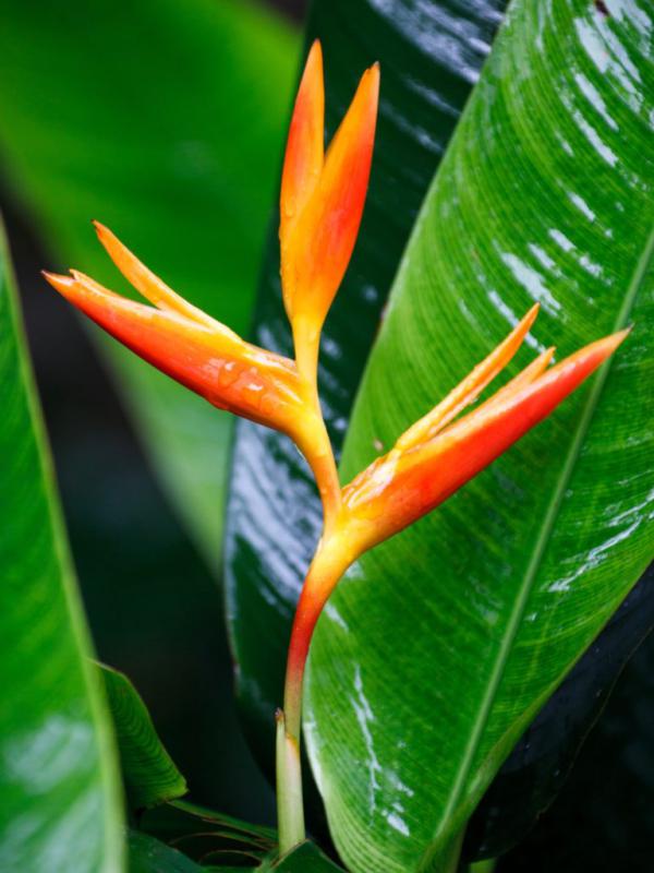 Balisier - planting and caring from spring to winter, protection from cold