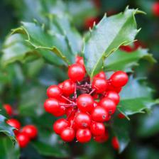 Silverberry - planting, pruning, and how to care for this evergreen berry