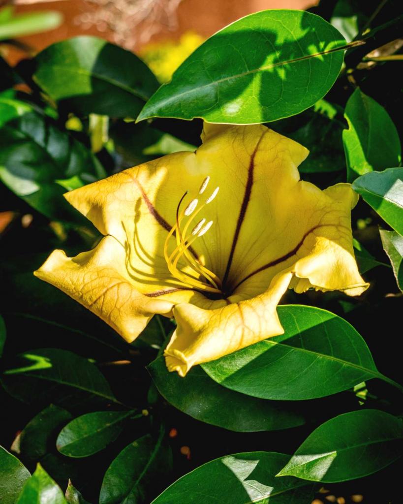 Chalice vine, solandra, a vine with stunning cup flowers