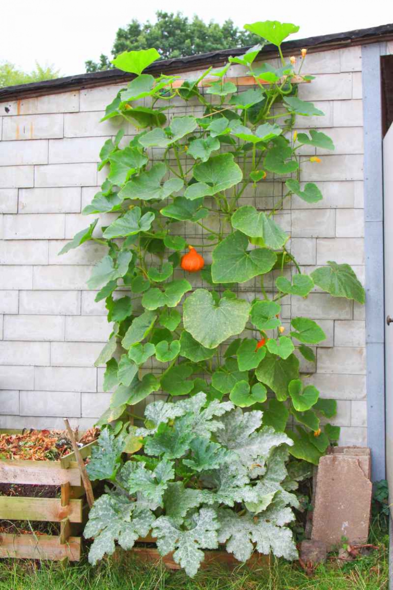 Growing red kuri vertically - wall, trellis, advantages, step by step