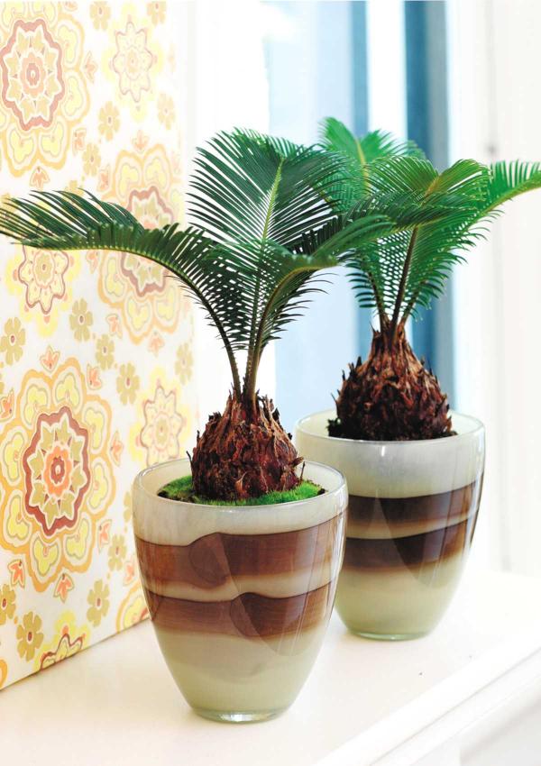 Cycas revoluta - care, watering, fertilizer
