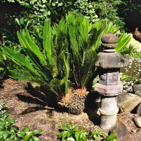 Cycas revoluta - care, watering, fertilizer