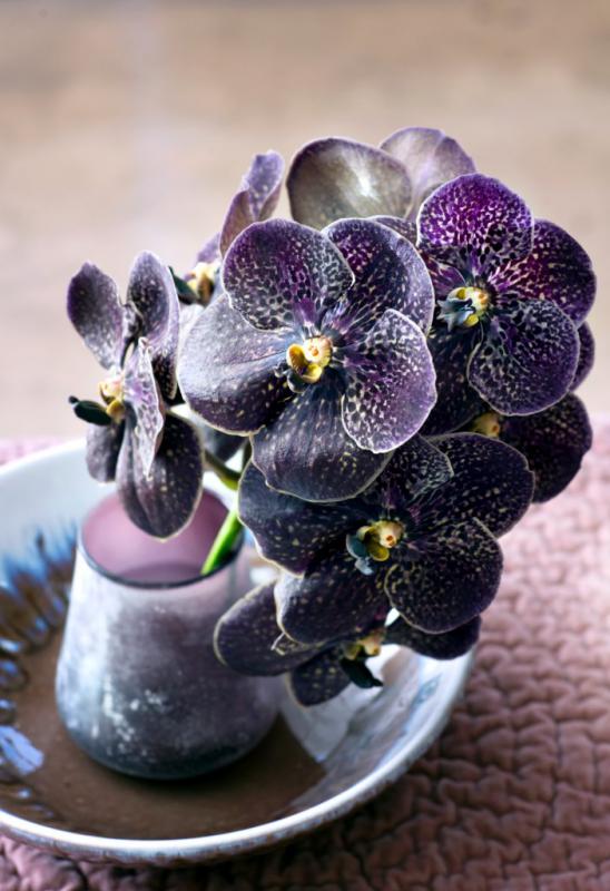 Cymbidium - How to Grow and Care Cymbidium Orchids