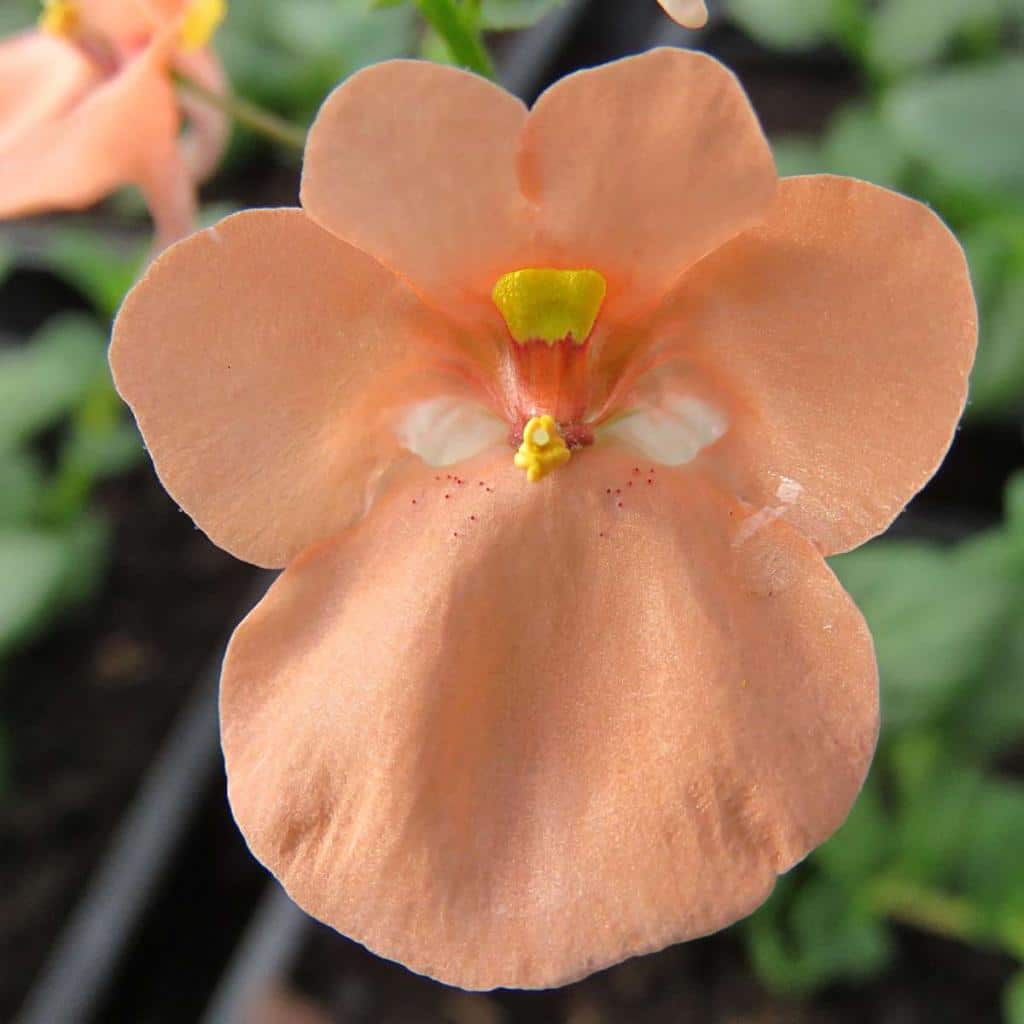 Diascia, a flower that deserves to be rediscovered – Nature & Garden