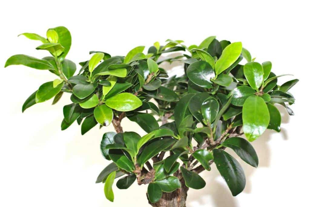 Best Ficus species for houseplants