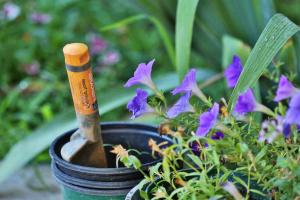 Planting a rose tree - technique and timing, from containers or bare root