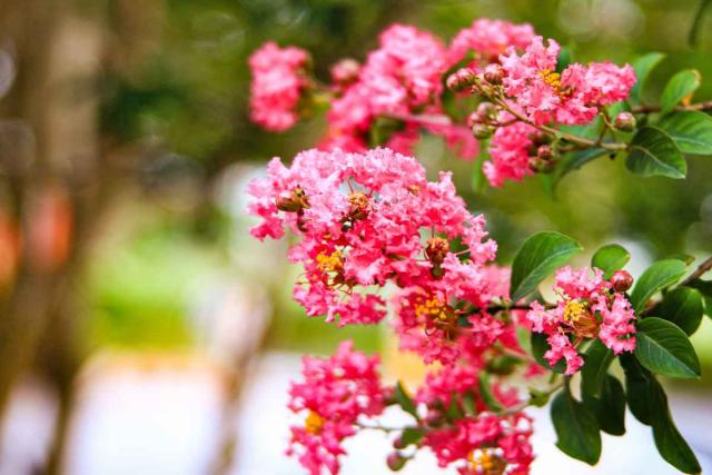 Lagerstroemia, how to plant and care