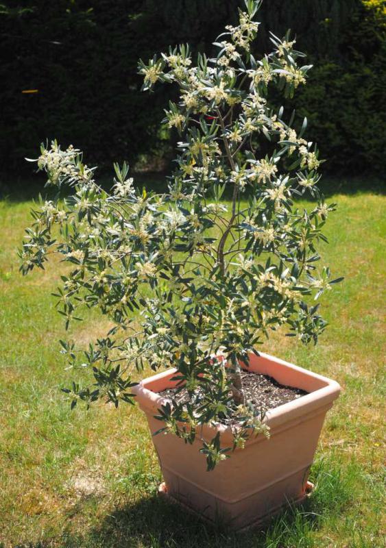 Olive trees in pots - Growing and Care