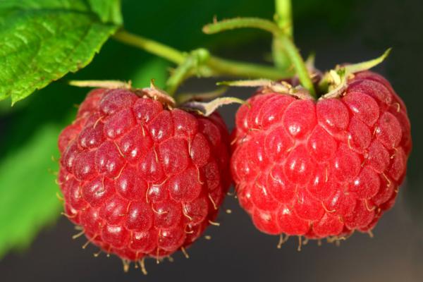 Raspberries - growing, care, pests and pruning