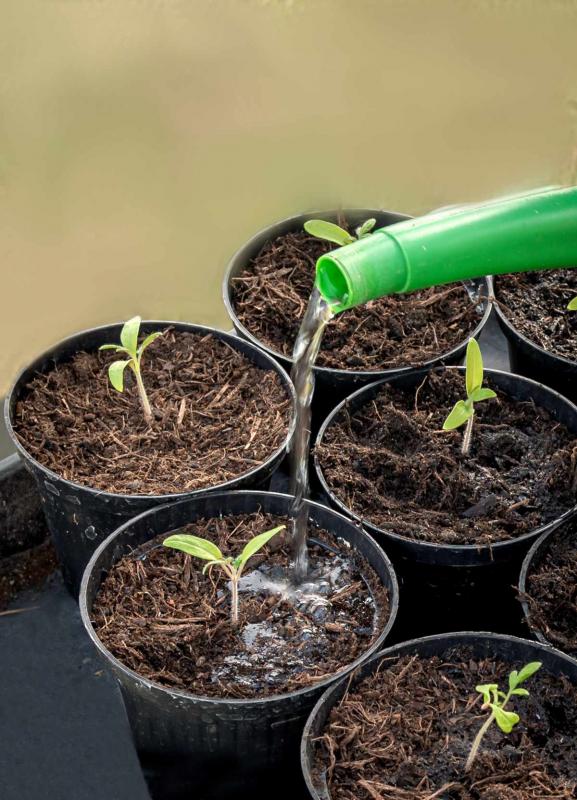 Tomato, sow your tomatoes the right way – Nature & Garden