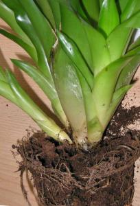 Vriesea - tips and guidance for the best possible care