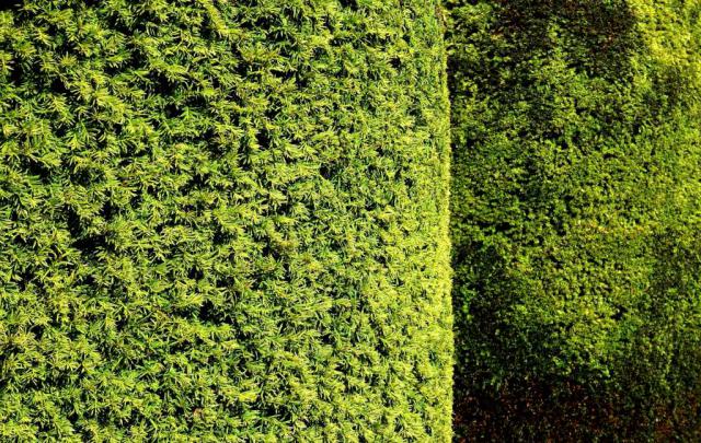 Yew - planting, pruning, and caring for yew, including topiary