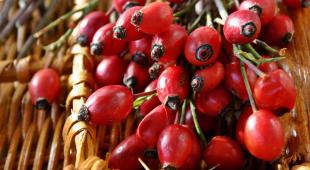 Dog rose health benefits, bundles of vitamin C against ageing – Nature ...