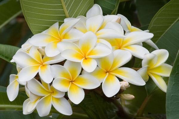 Frangipani - growing it and advice on how to care for it