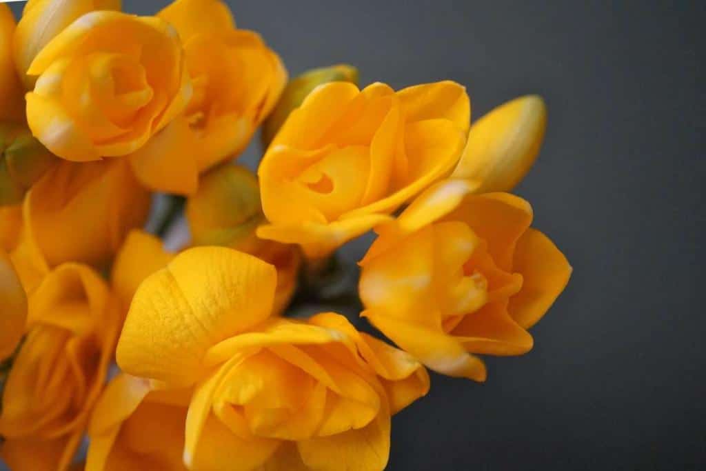 Freesia - planting, growing in pots and care