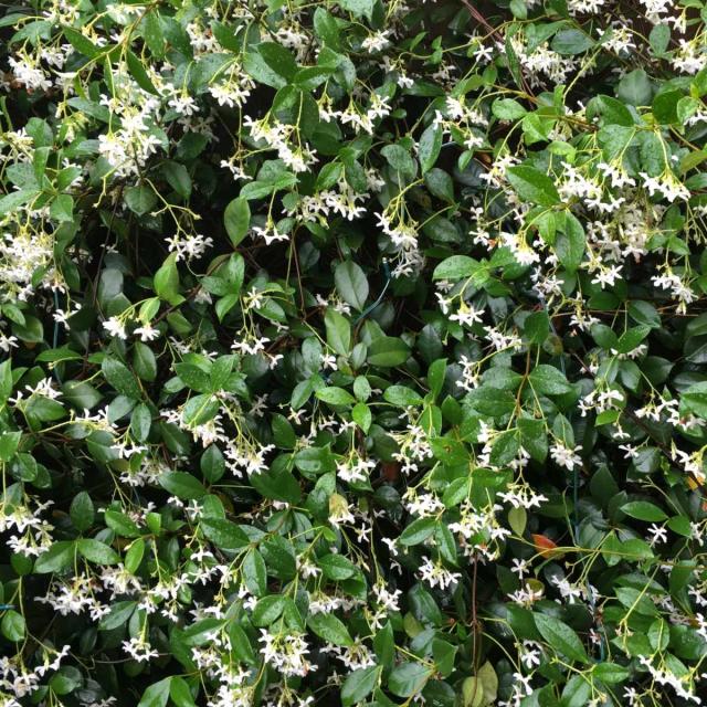 Jasmine - growing, caring, pruning and health benefits