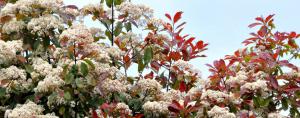 Photinia - planting, pruning, and care