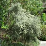 Cytisus broom shrubs, a sweeping flush of yellow, white & more ...