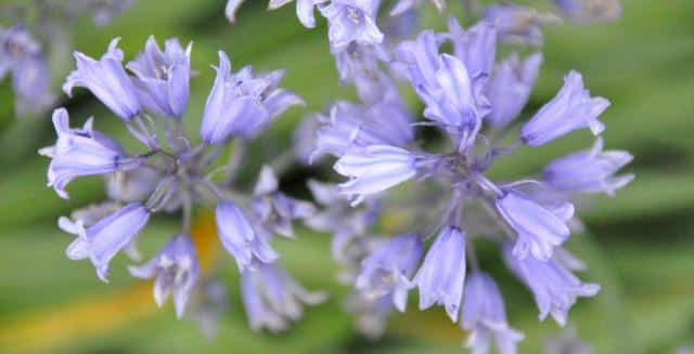 Bluebells - Planting and How to care
