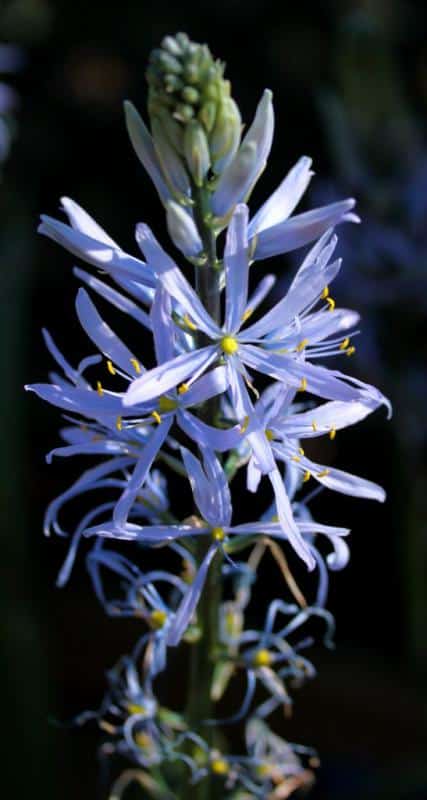 Camas - tips and guidance to care for these bulb flowers best