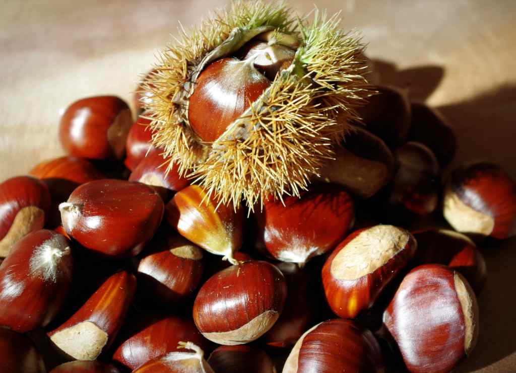 Chestnut The Fruit That Symbolizes Fall Origin Purpose And Ways To Cook It