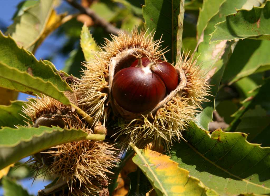 Chestnut The Fruit That Symbolizes Fall Origin Purpose And Ways To Cook It