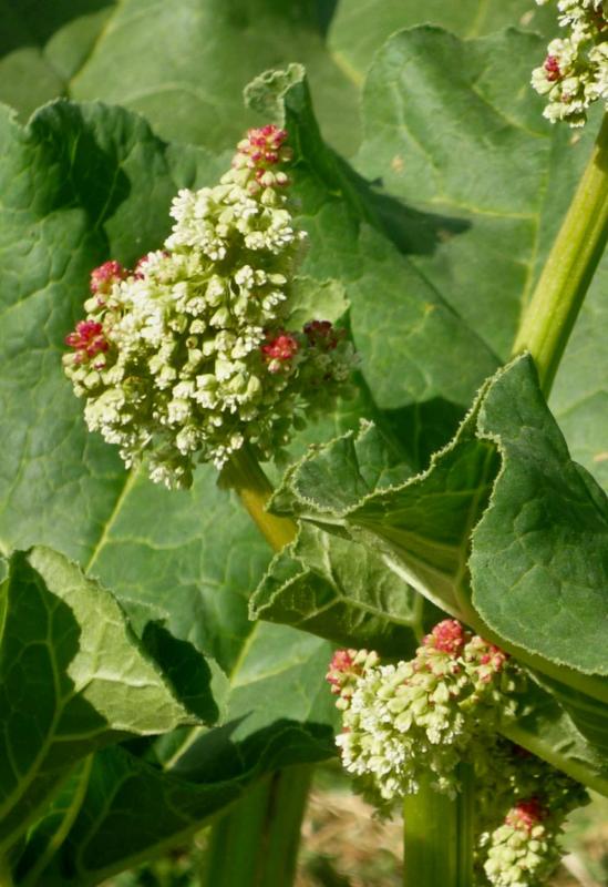 Gunnera - watering, care, and growing mammoth leaf in pots
