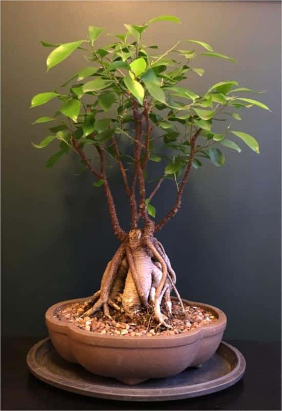 Ficus ginseng - Growing and Care