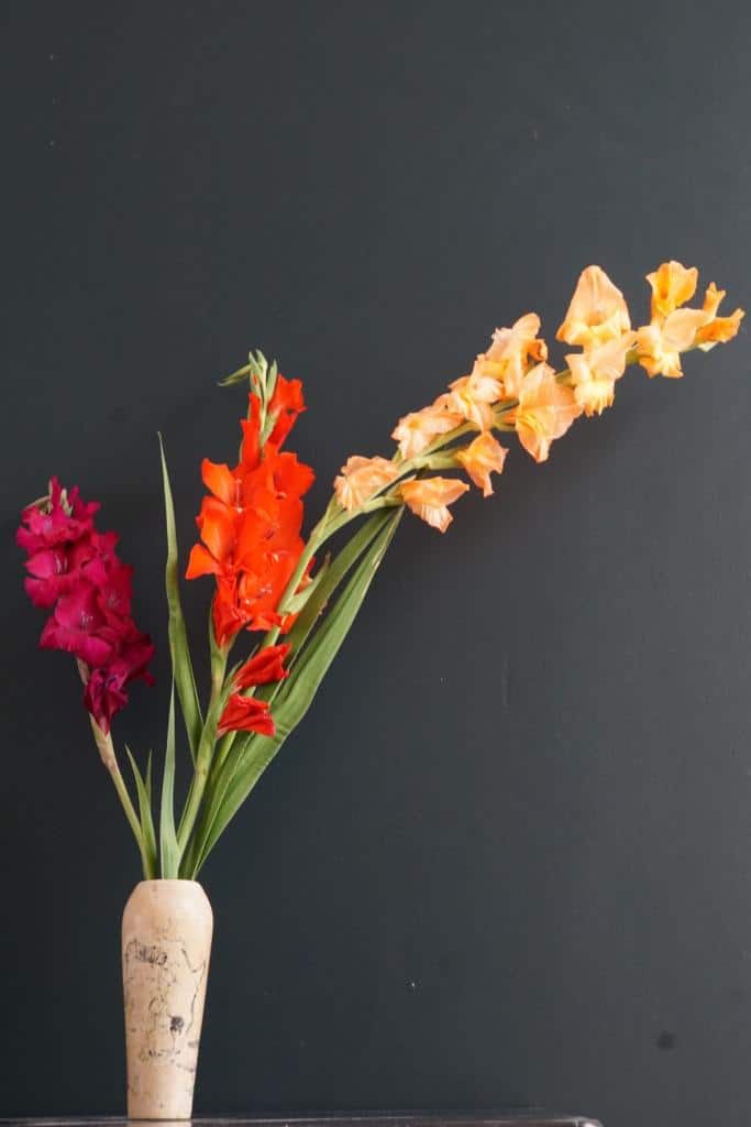 Gladiolus - planting and advice on caring for it