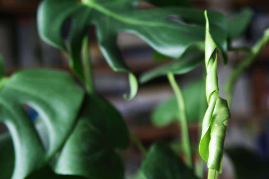 Monstera, how to grow and care for monstera deliciosa