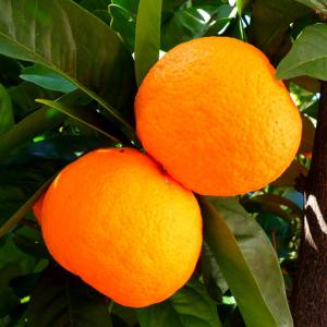 Orange tree - growing, care and harvest