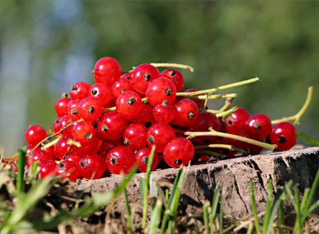 Red currant - care, pruning and harvest