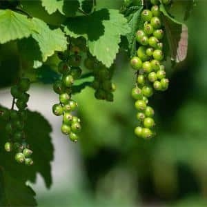 Red currant - care, pruning and harvest