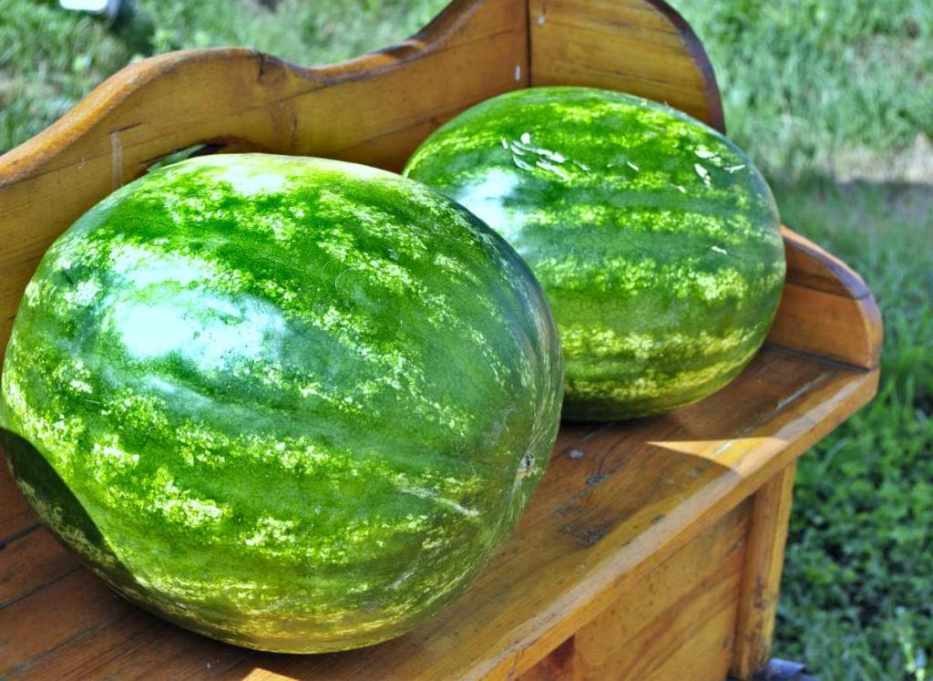 Watermelon - sowing, growing and harvesting at peak ripeness