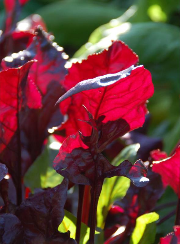 Red beet - sowing, growing and harvesting red beets