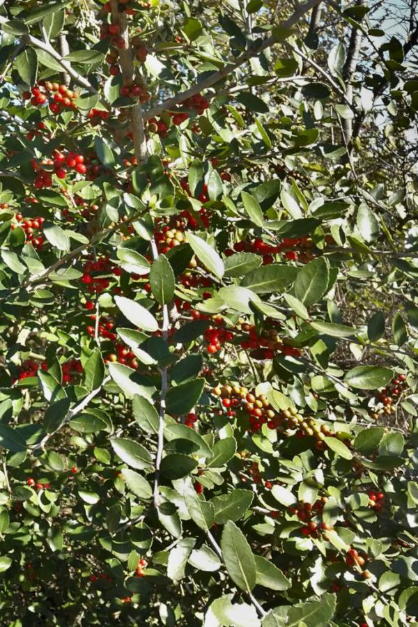 Yaupon holly, beautiful berries for winter garden