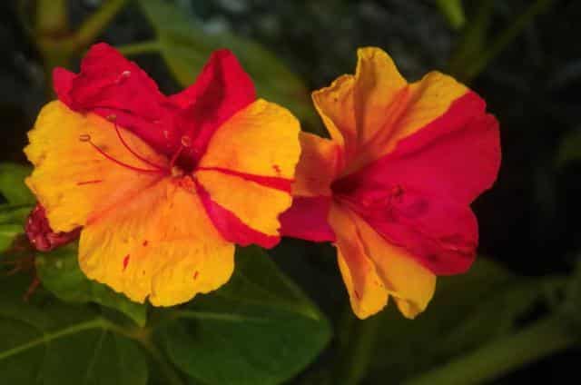 Mirabilis, flowers that open up their fragrance at night