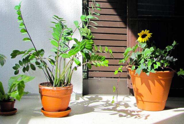 Outdoor Zamioculcas – planting, pots and care for ZZ plant outside ...