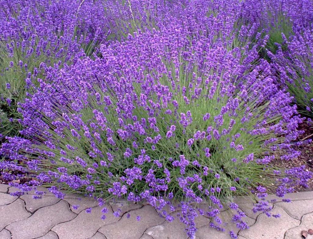 Lavender - planting, care and trimming into mounds